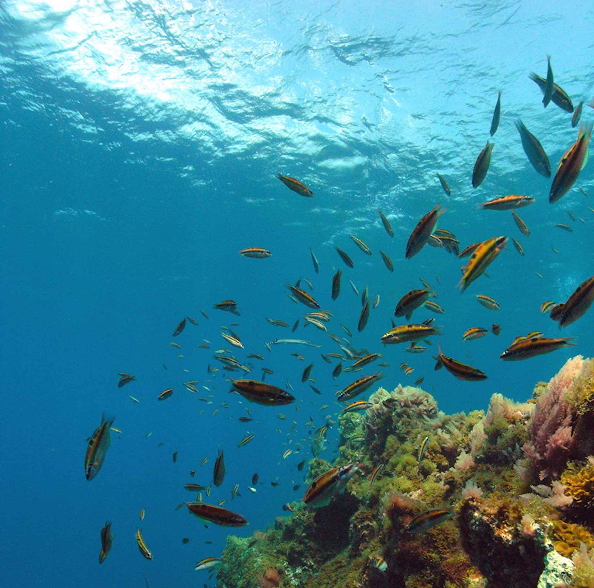 La Restinga - Guide Touristique d'El Hierro, Îles Canaries