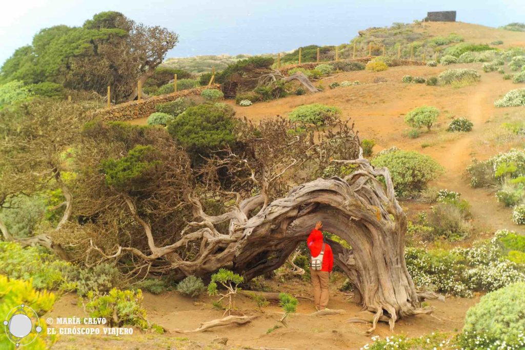 Le Sabinar - Guide Touristique d'El Hierro, Îles Canaries