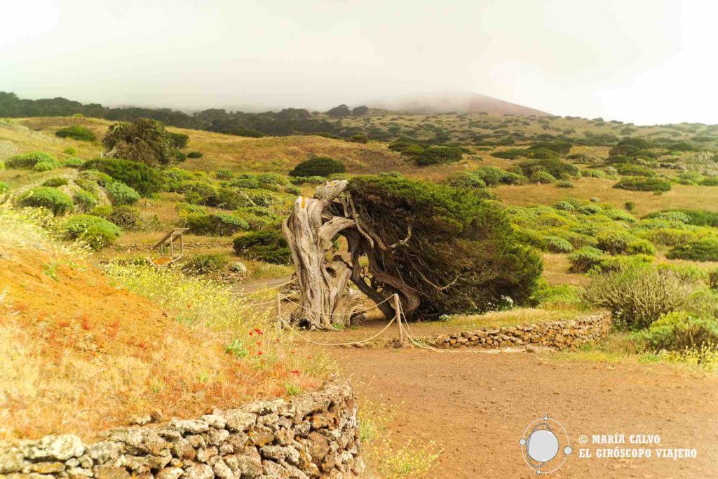 Le Sabinar - Guide Touristique d'El Hierro, Îles Canaries